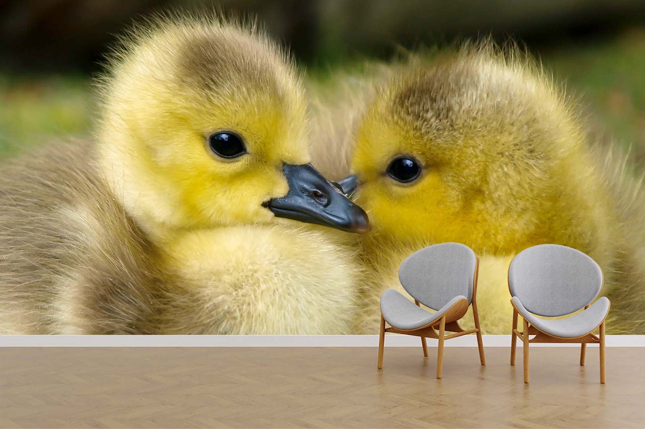 Duckling Kids – Home & Prints